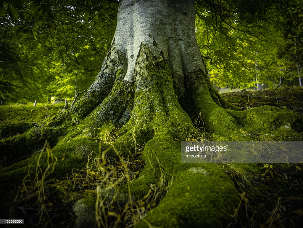 The Tree Roots Of An Ancient Birch Tree In A Beautiful Green Forest ...